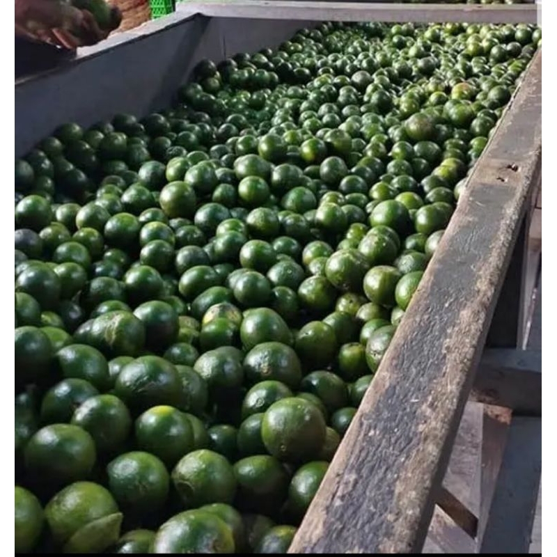 Jual jeruk peras fresh 1 kg | Shopee Indonesia