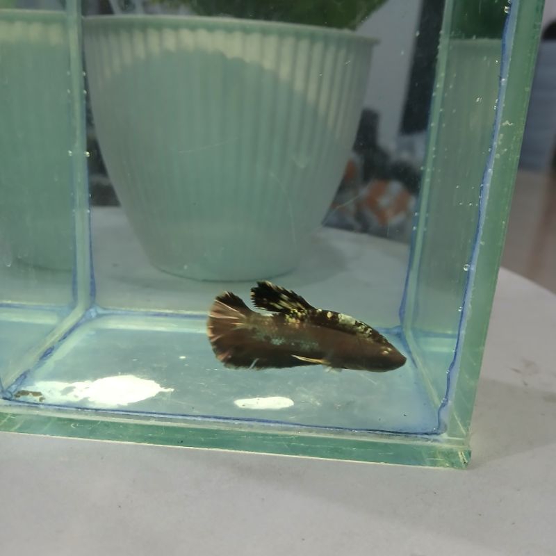 Jual Hiasan Akuarium FEMALE HM Avatar Cooper Gold / Foto Asli ( Cupang ...