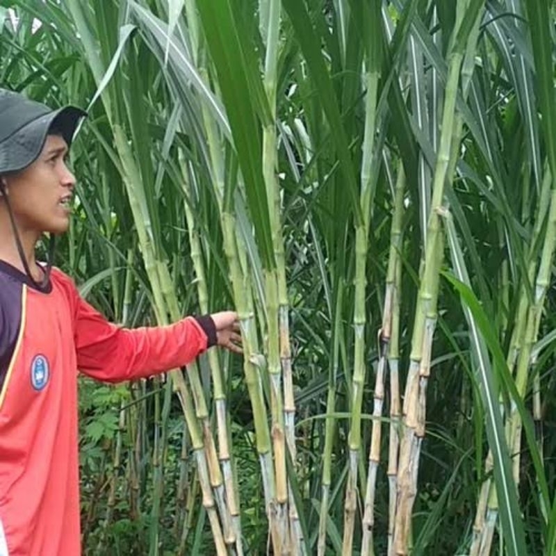 Jual JUAL RUMPUT PAKCONG 5Kg RUMPUT NAPIER PAKCONG-RUMPUT PAKCONG GAJAH ...