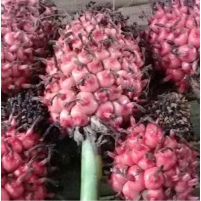 Jual Buah Honje Super /Honje Laka 1 kilo | Shopee Indonesia