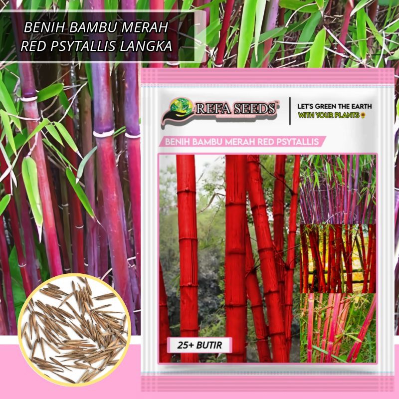 Jual 1 Pak 25 Biji Benih Pohon Bambu Merah Red Psytallis Langka ...