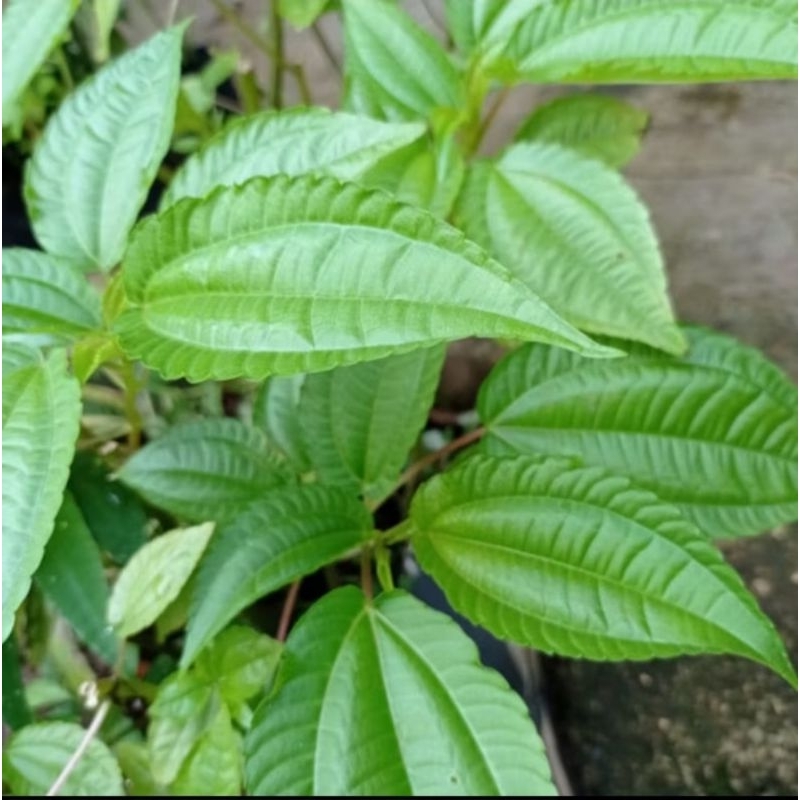 Jual daun pohpohan segar untuk lalapan 500gram | Shopee Indonesia