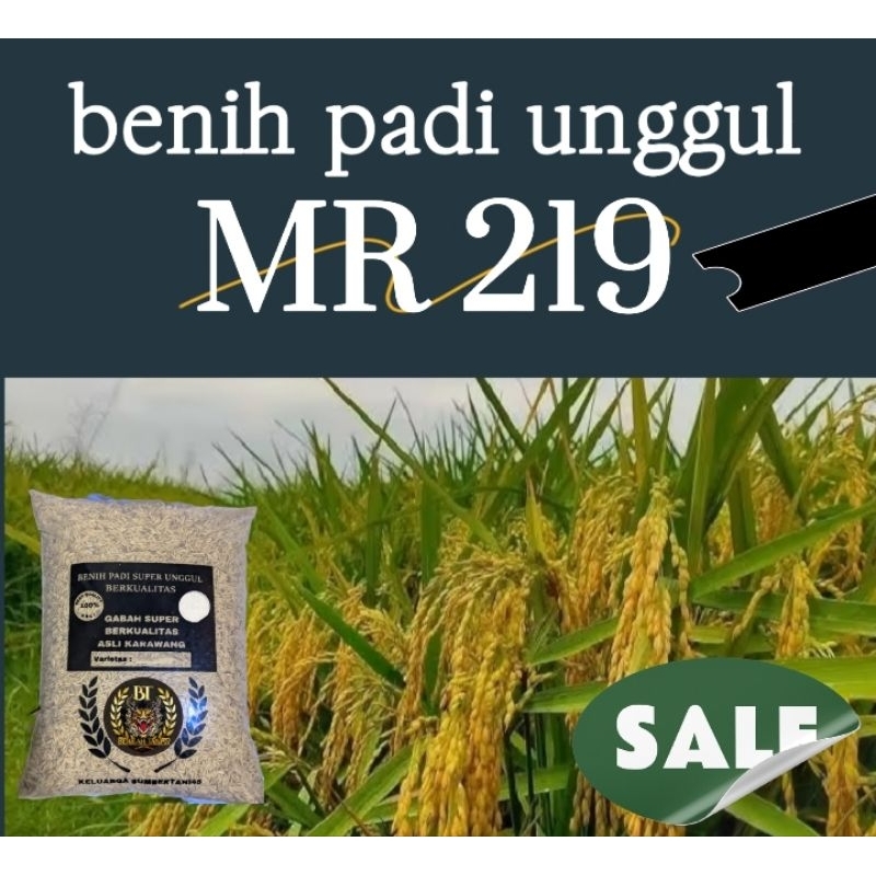 Jual benih padi MR219 super unggul (5kg) | Shopee Indonesia