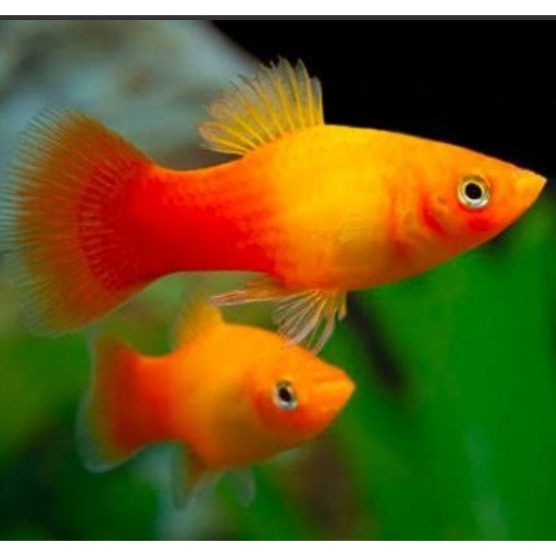 Jual Ikan Sunset Platy sunrise ruby nose molly aquarium hias aquascape ...