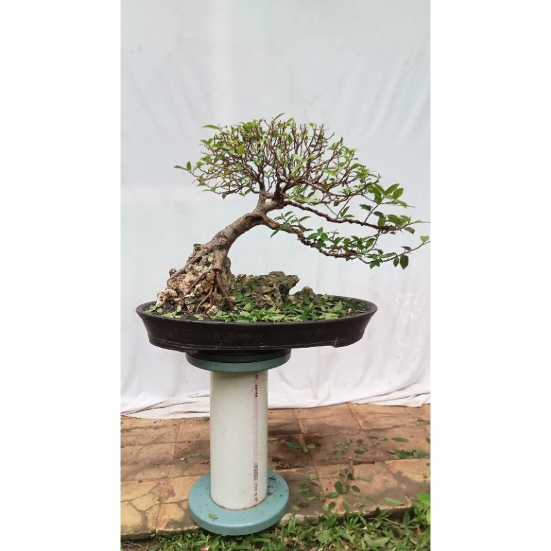 Jual bonsai pohon loa/ficus racemosa | Shopee Indonesia