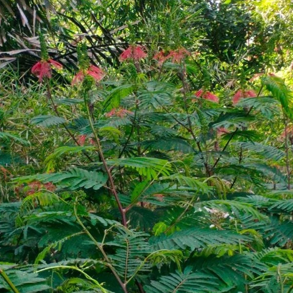 Jual 10 Batang Stek Tanaman Hias Kaliandra Merah - Bibit Unggul Cepat ...