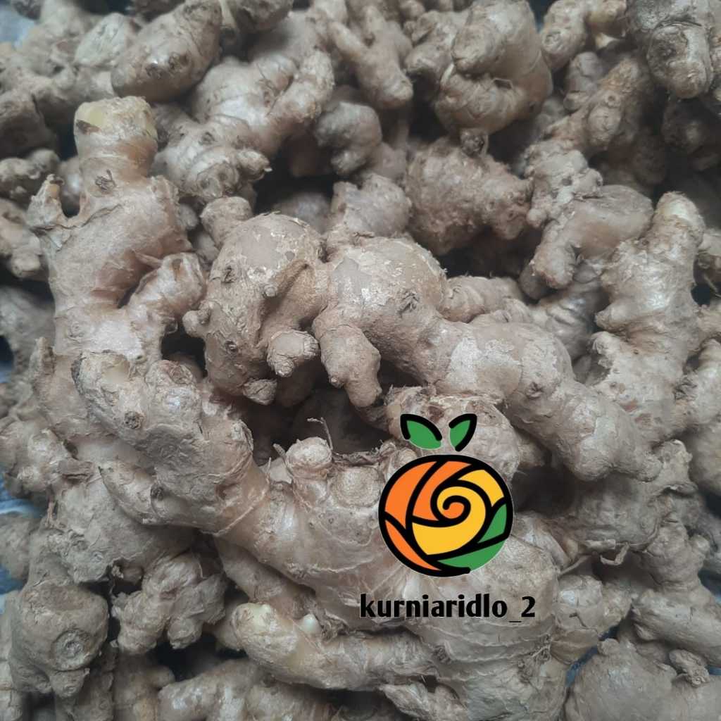 Jual Jahe Emprit Super Segar 1kg | Shopee Indonesia