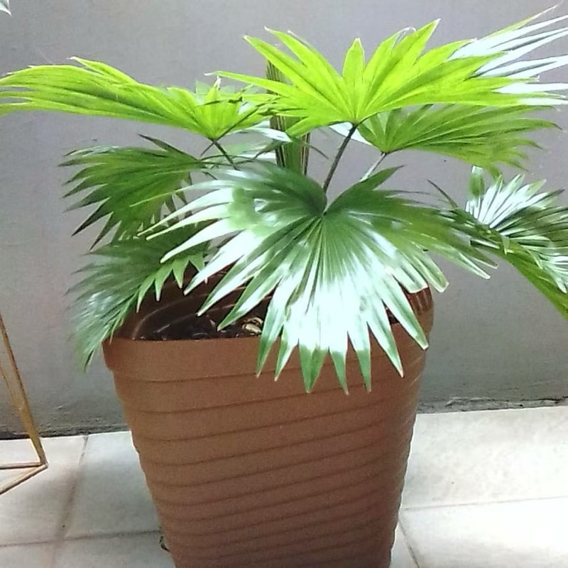 Jual Tanaman Hidup Indoor Palem Bintang - Tanaman Hias Pohon Palem ...