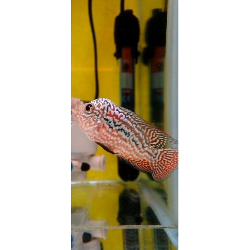 Jual super red kamfa F2 import -+5cm | Shopee Indonesia