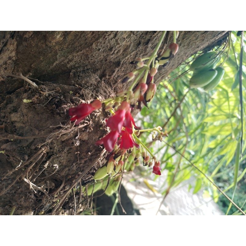 Jual Bunga Belimbing Wuluh Terlengkap & Harga Terbaru Juni 2026 ...