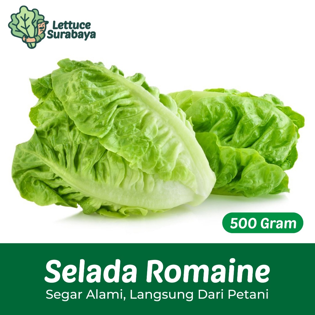 Jual Selada Romaine 500gr / Sayuran Segar / Sayuran Organik / Sayur Surabaya / Chinese food ...