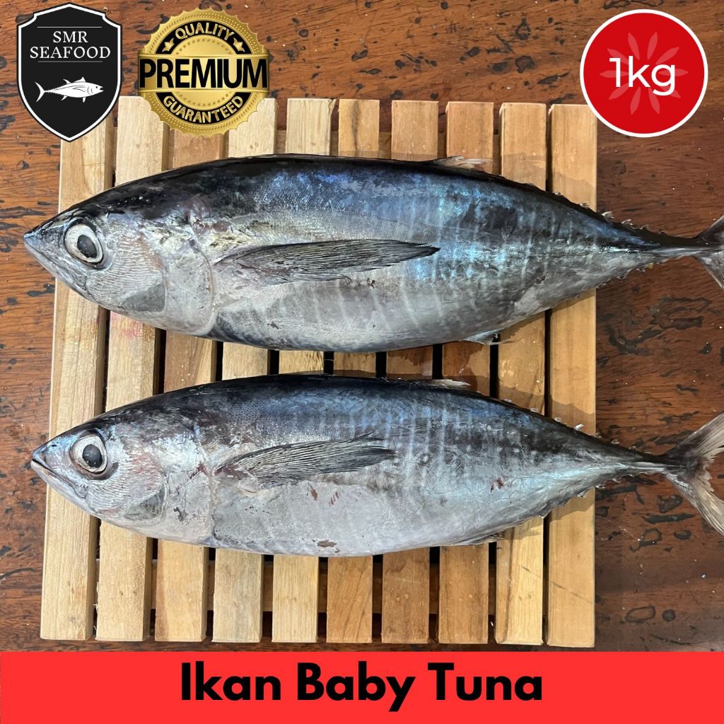 Jual Ikan Baby Tuna / Tuna Kecil | Frozen Beku Utuh 1KG | Shopee Indonesia