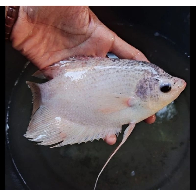 Jual Ikan gurame padang albino kapas tembaga paris/ marble | Shopee ...