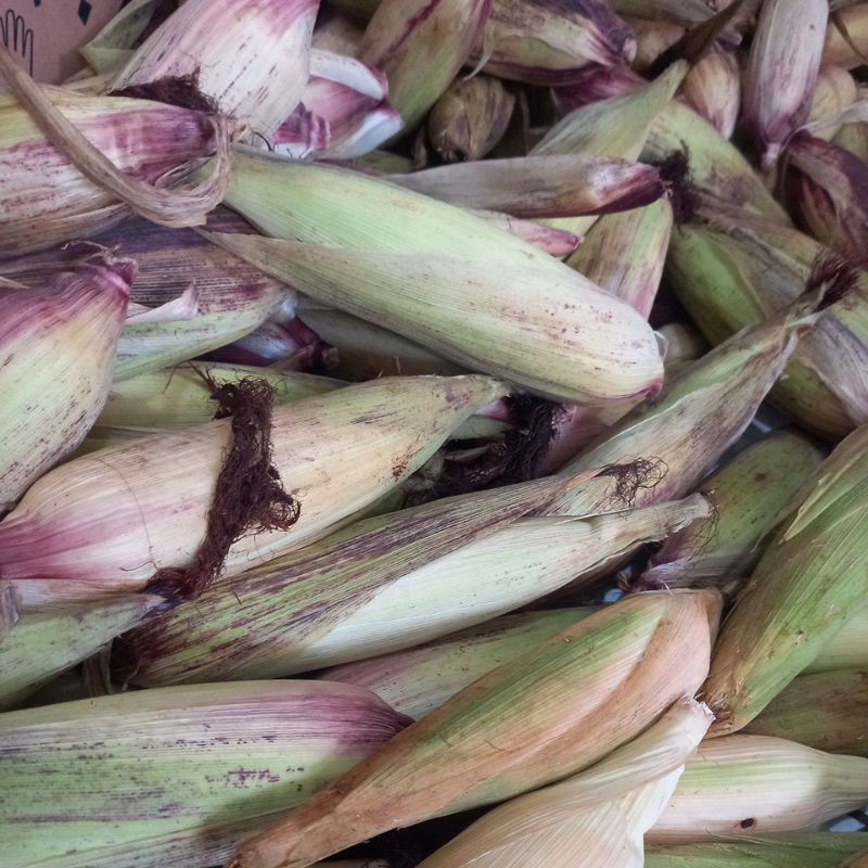 Jual JAGUNG UNGGU SUPER ,harga per kg | Shopee Indonesia