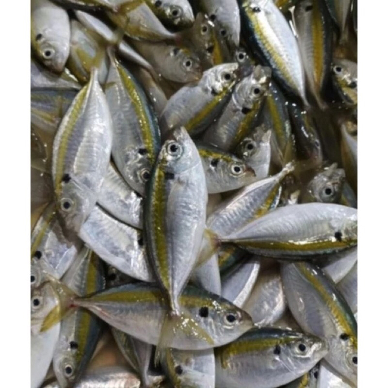 Jual Ikan Selar Segar Kuning Ikan Segar Fresh Frozen 1Kg BERGARANSI ...