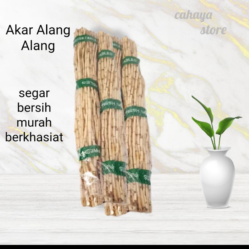 Jual akar Alang Alang segar 500gram obat tradisional banyak khasiat ...