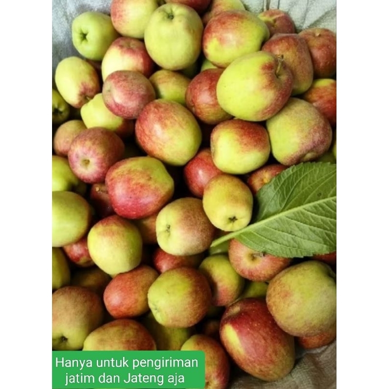 Jual apel malang jenis ANA 1KG JATIMJATENGBALI | Shopee Indonesia