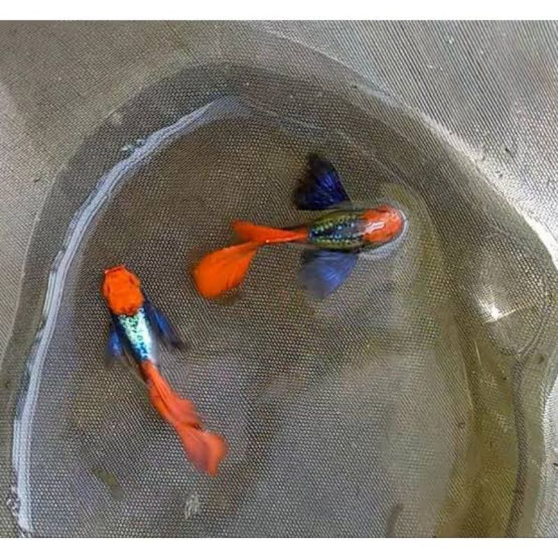 Jual pembersih lantai ikan guppy platinum redtail dumbo ear koi (prtde koi) | Shopee Indonesia