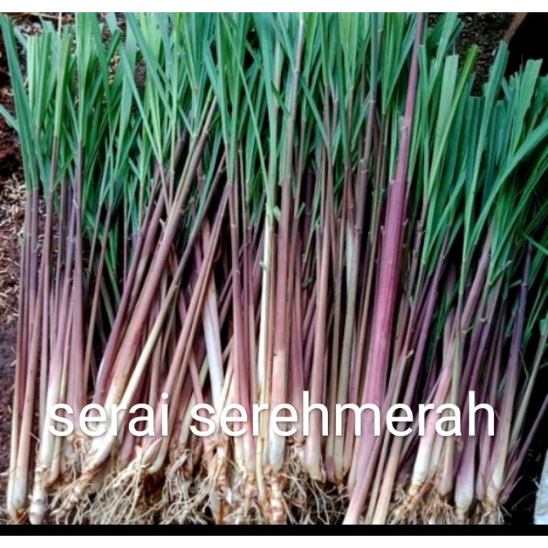 Jual Bibit sereh serai MERAH WANGI bumbu dapur buat masak beli 10 bonus ...