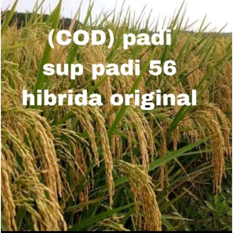 Jual Benih padi hibrida Supadi 56 /di jamin asli(ORI) | Shopee Indonesia