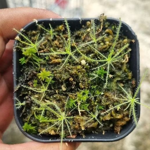 Jual Tanaman Karnivora Pemakan Serangga "BYBLIS LINIFLORA" | Shopee ...