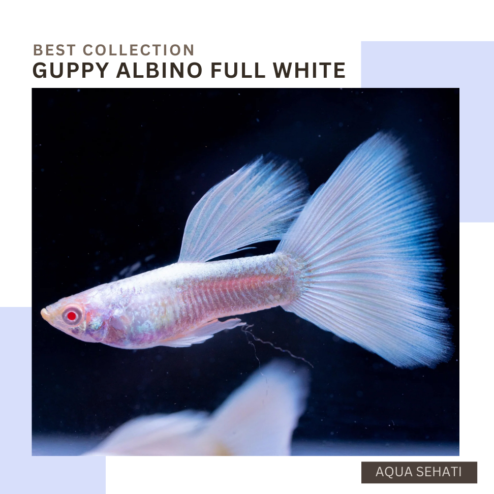 Jual BELI 5 BONUS 1 - ikan guppy albino full white / AFP | Shopee Indonesia