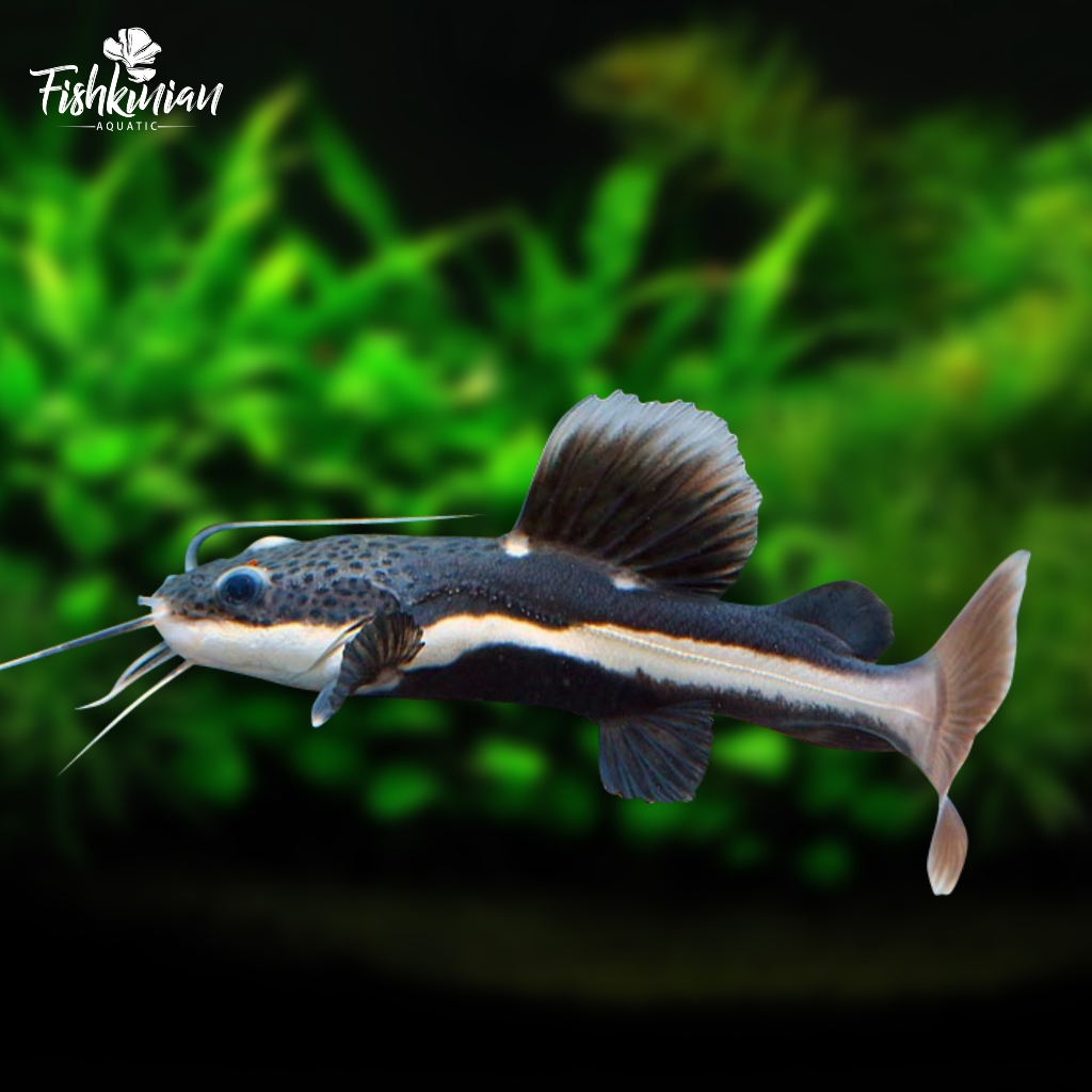 Jual Red tail catfish | Shopee Indonesia