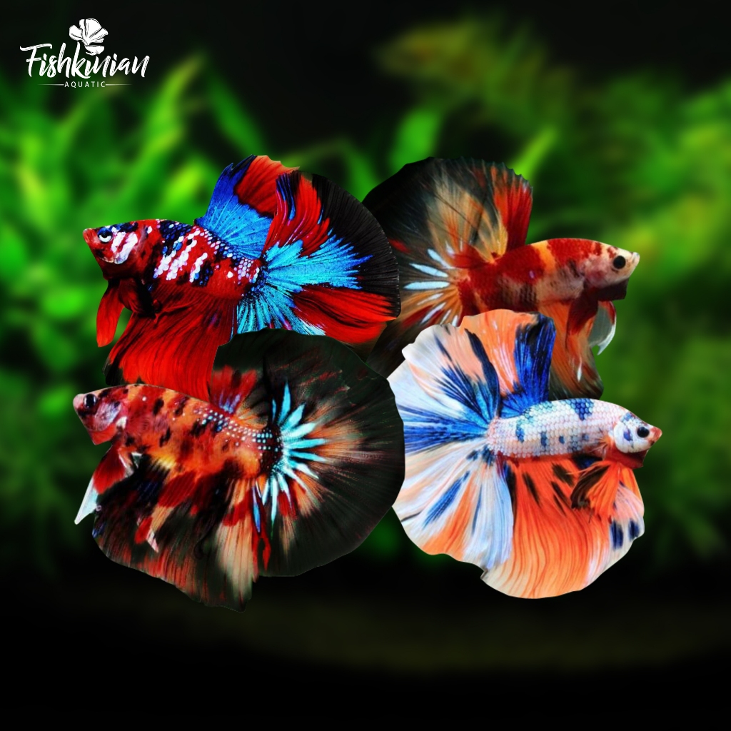 Jual Ikan Cupang Halfmoon (HM) Multicolour GRADE A | Shopee Indonesia