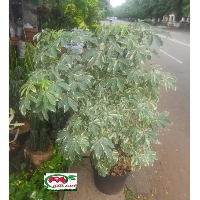 Jual Tanaman Randu Variegata | Shopee Indonesia