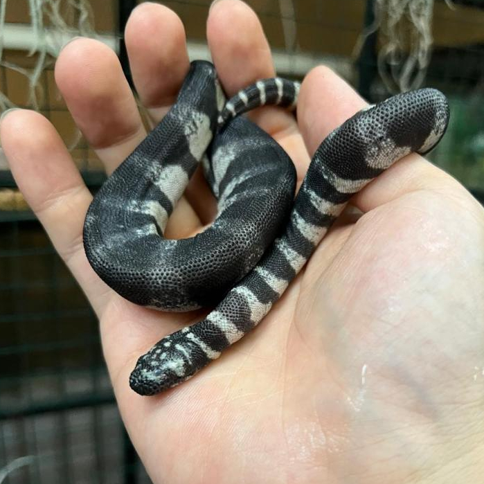 Jual Banded File Snake / Acrochordus Granulatus / Ular Karung Belang ...