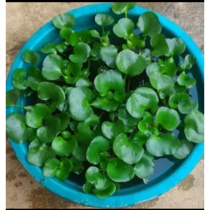 Jual eceng gondok isi 20(gratis 1) | Shopee Indonesia