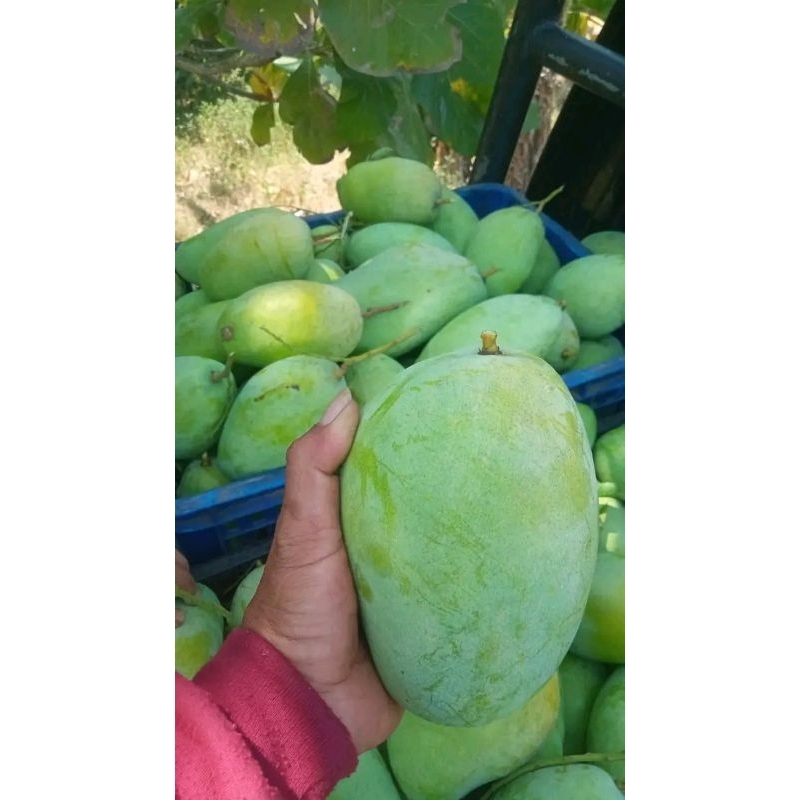 Jual Mangga gajah/mangga budi raja/mirip mangga harumanis dan indramayu ...