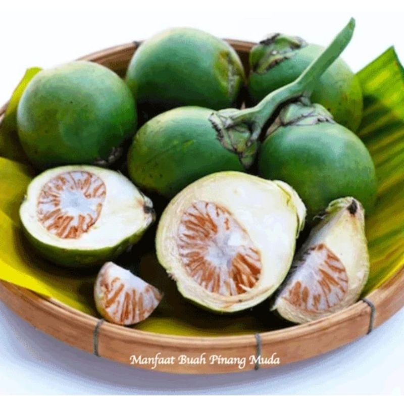 Jual BUAH PINANG MUADA / BUAH JAMBE MUDA 1KG FRESH | Shopee Indonesia