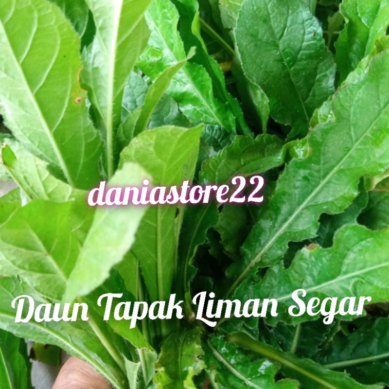 Jual Daun Tapak Liman Segar 500 Gram | Shopee Indonesia