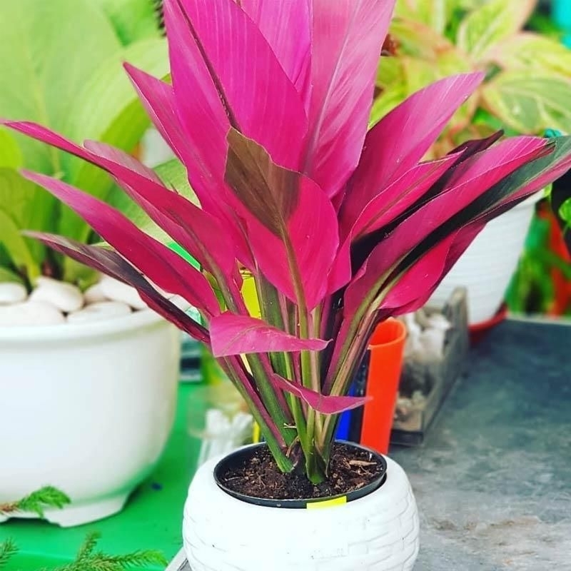 Jual tanaman hias hanjuang merah/tanaman andong merah/pohon hanjuang ...