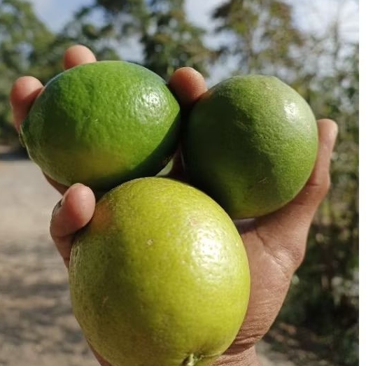 Jual jeruk lemon California 1 kg | Shopee Indonesia