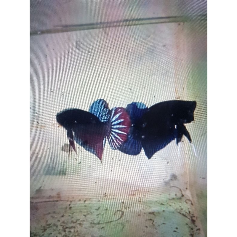 Jual Plastik gambar Cupang bagan size L | Shopee Indonesia