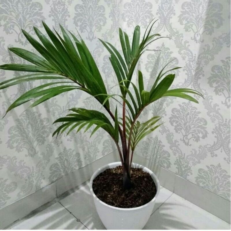 Jual tanaman hias indoor palem botol merah - bibit palem botol - bibit ...