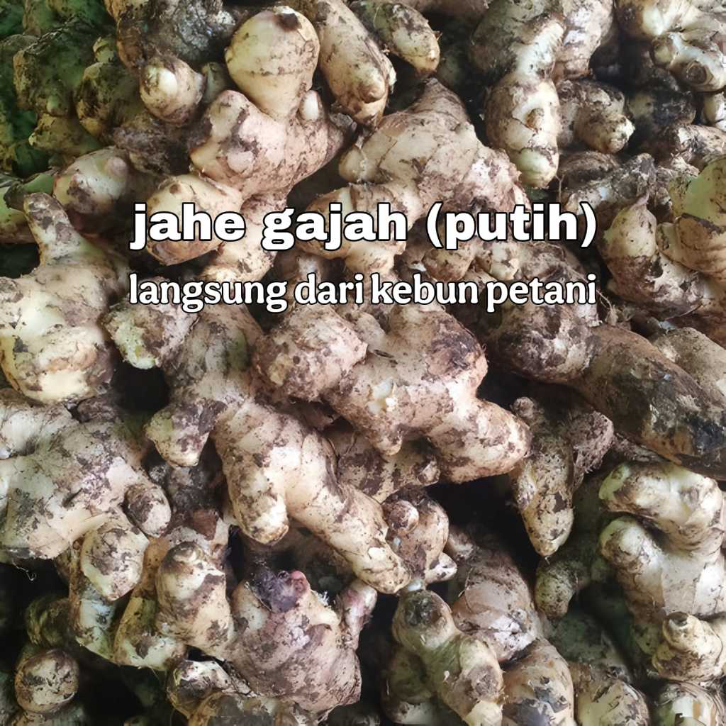 Jual Jahe putih langsung dari kebun petani - 1 kg Jahe gajah segar ...