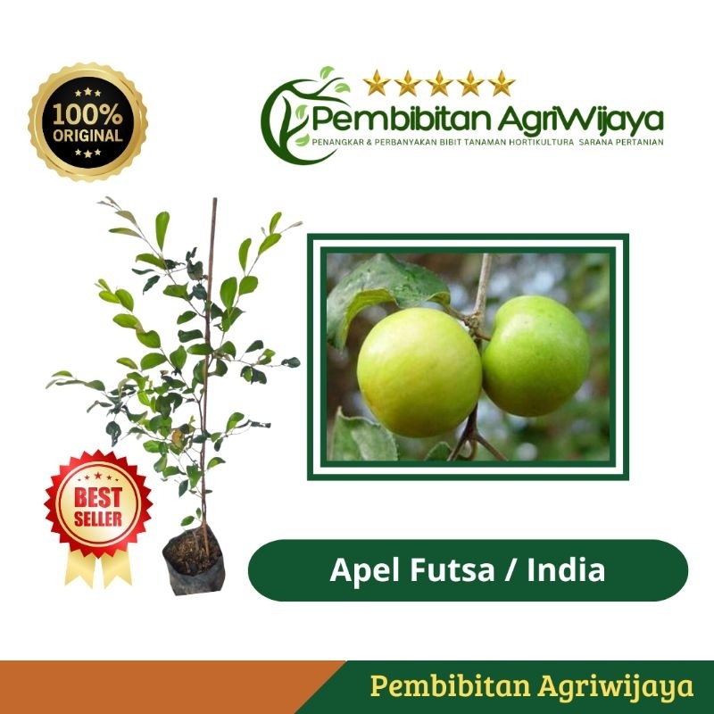 Jual Bibit Apel Futza Apel India Varietas Unggul Okulasi Original ...