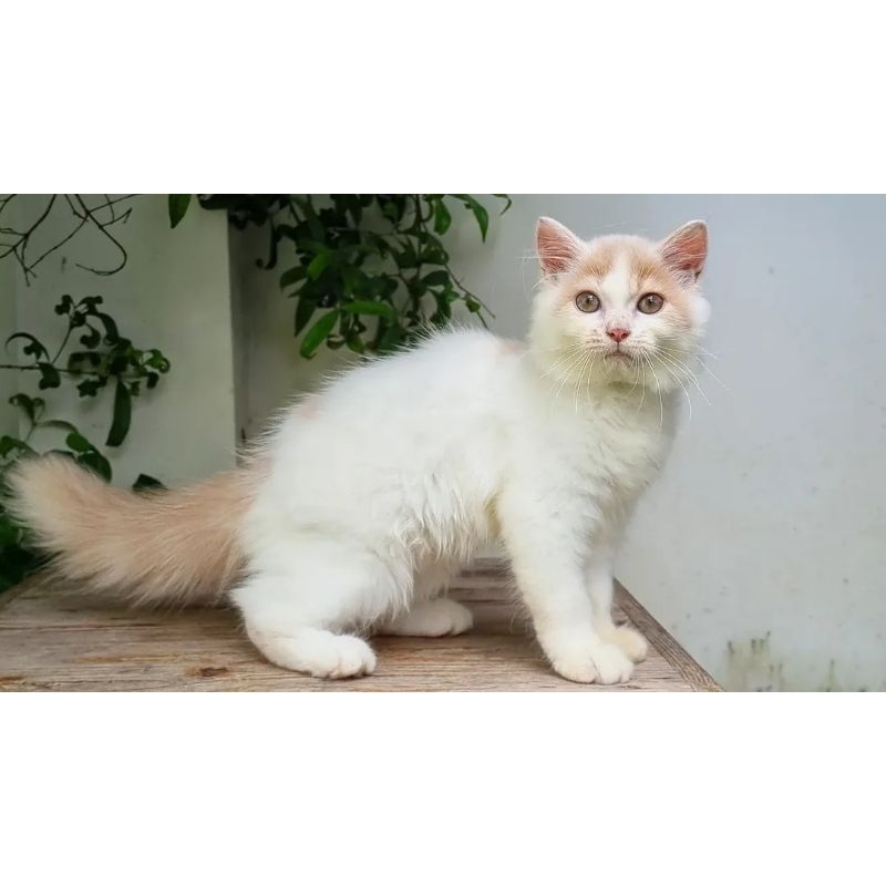 Jual KUCING PERSIA BETINA 3 BULAN CREAM PUTIH LUCU | Shopee Indonesia