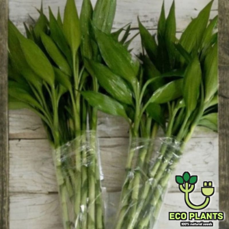 Jual Stek Bambu Hoki / Kole p20cm Perbatang / Bibit Bambu Hoki | Shopee ...