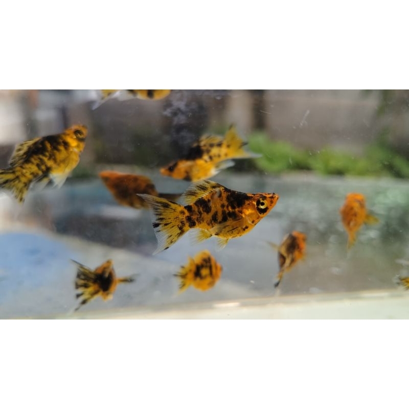 Jual kebutuhan akuarium molly balon leopard cawang/hiasan akuarium ...