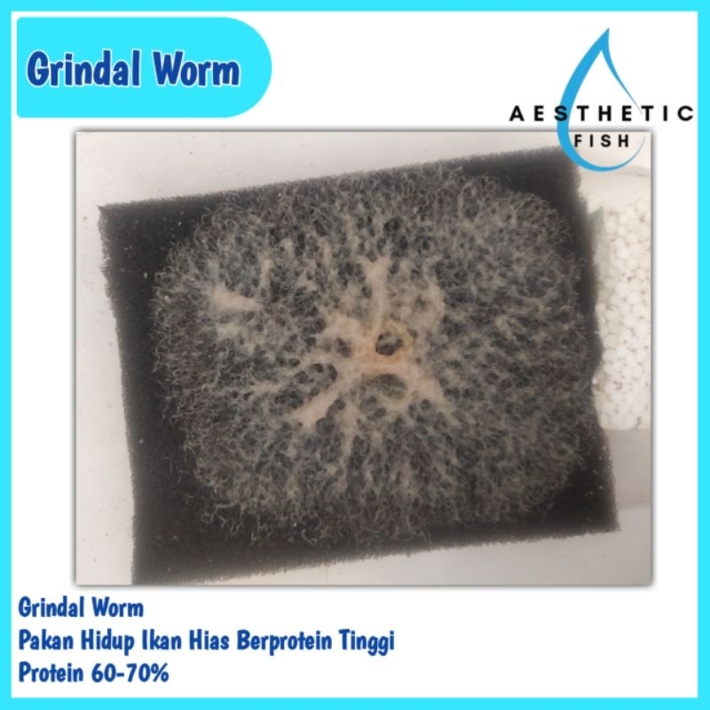 Jual Grindal Worm Hidup Pakan Ikan Hias | Pakan Burayak Cupang Guppy ...