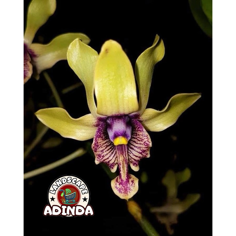 Jual anggrek dendrobium violaceoflavens/besi | Shopee Indonesia