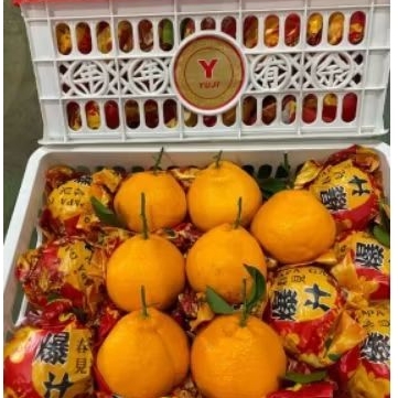 Jual DI OBRAL JERUK DEKOPON JERUK SUMO XXL/kranjang MANISS FULL NON ...