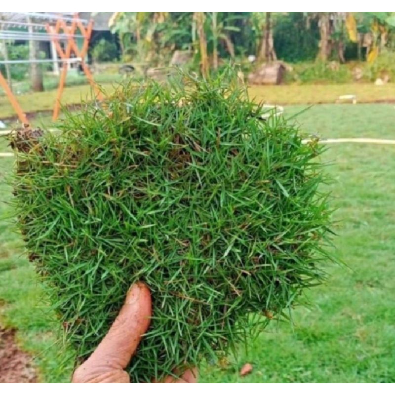 Jual rumput jepang Peking 20 lempeng rumput ukuran 10x10cm | Shopee ...