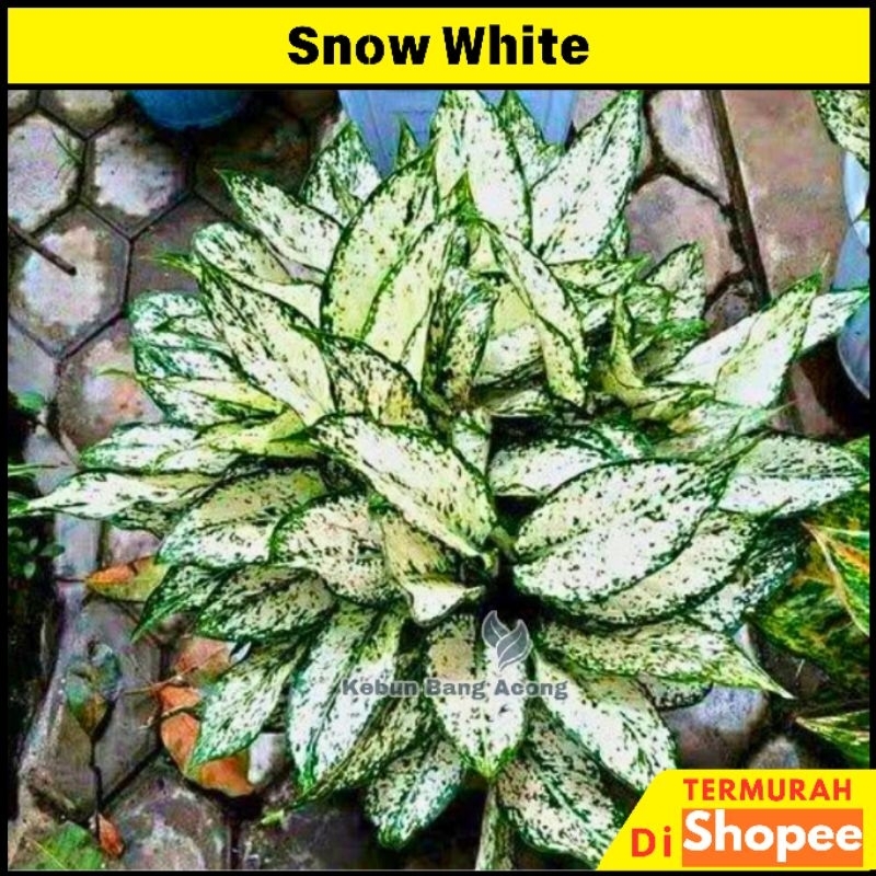 Jual Tanaman Hias Aglonema Snowhite Daun Rimbun 5 Up | Shopee Indonesia