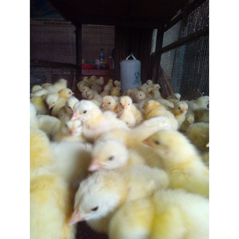 Jual Doc Ayam Broiler Super Vaksin Grade B 1 Box Isi 102 Ekor. | Shopee ...