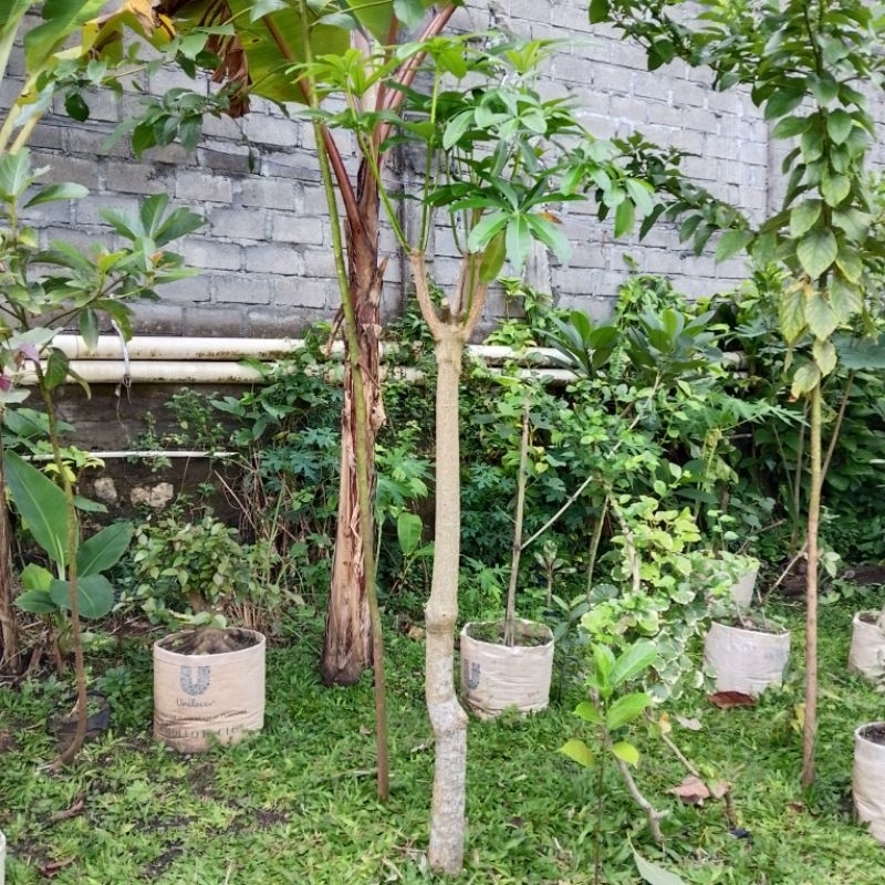 Jual Pohon pule perindang taman tinggi 2 meter | Shopee Indonesia